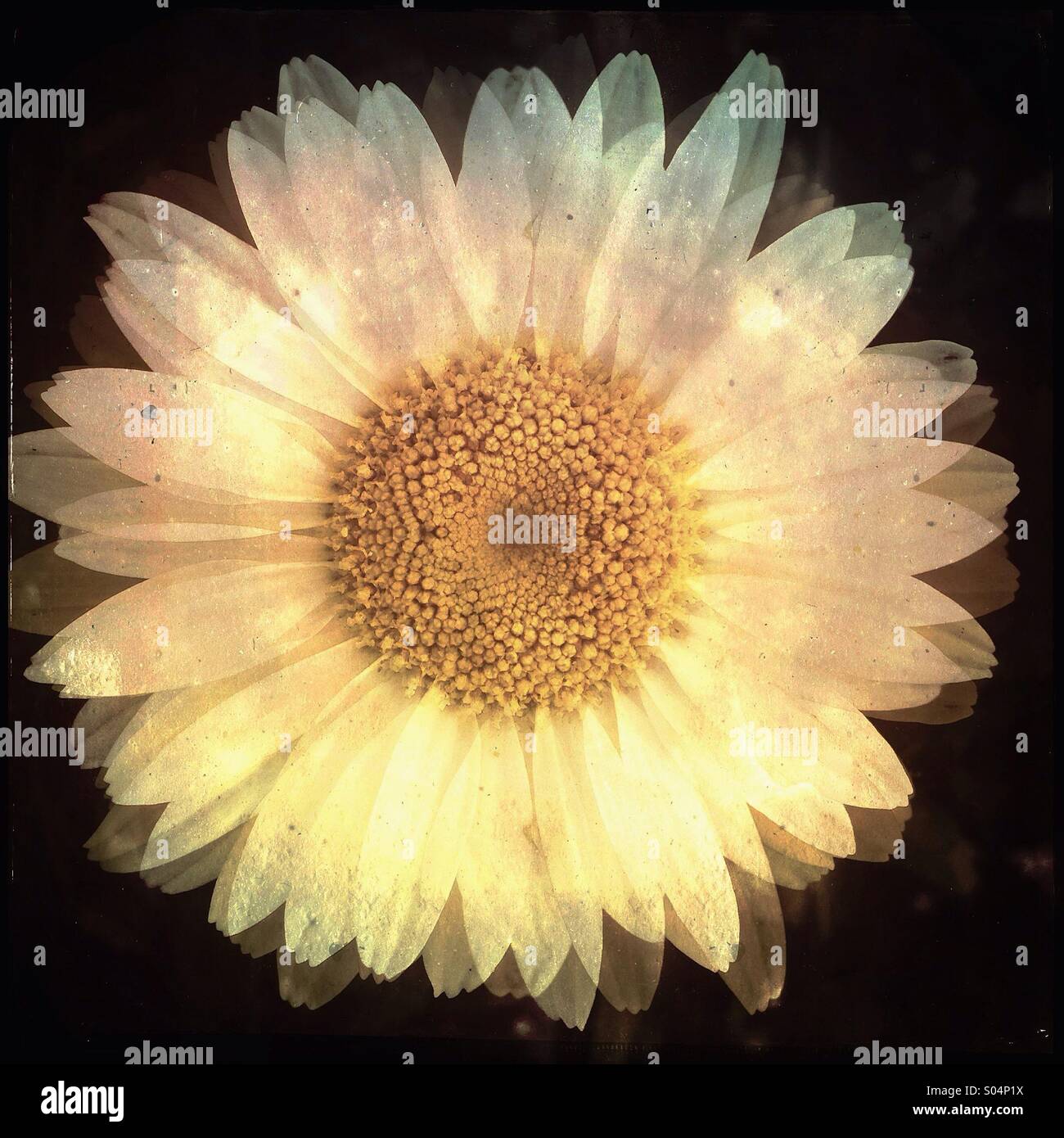 Stylized summer daisy flower bloom Stock Photo - Alamy