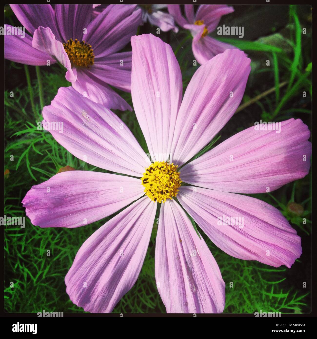 Hot pink plant hi-res stock photography and images - Alamy