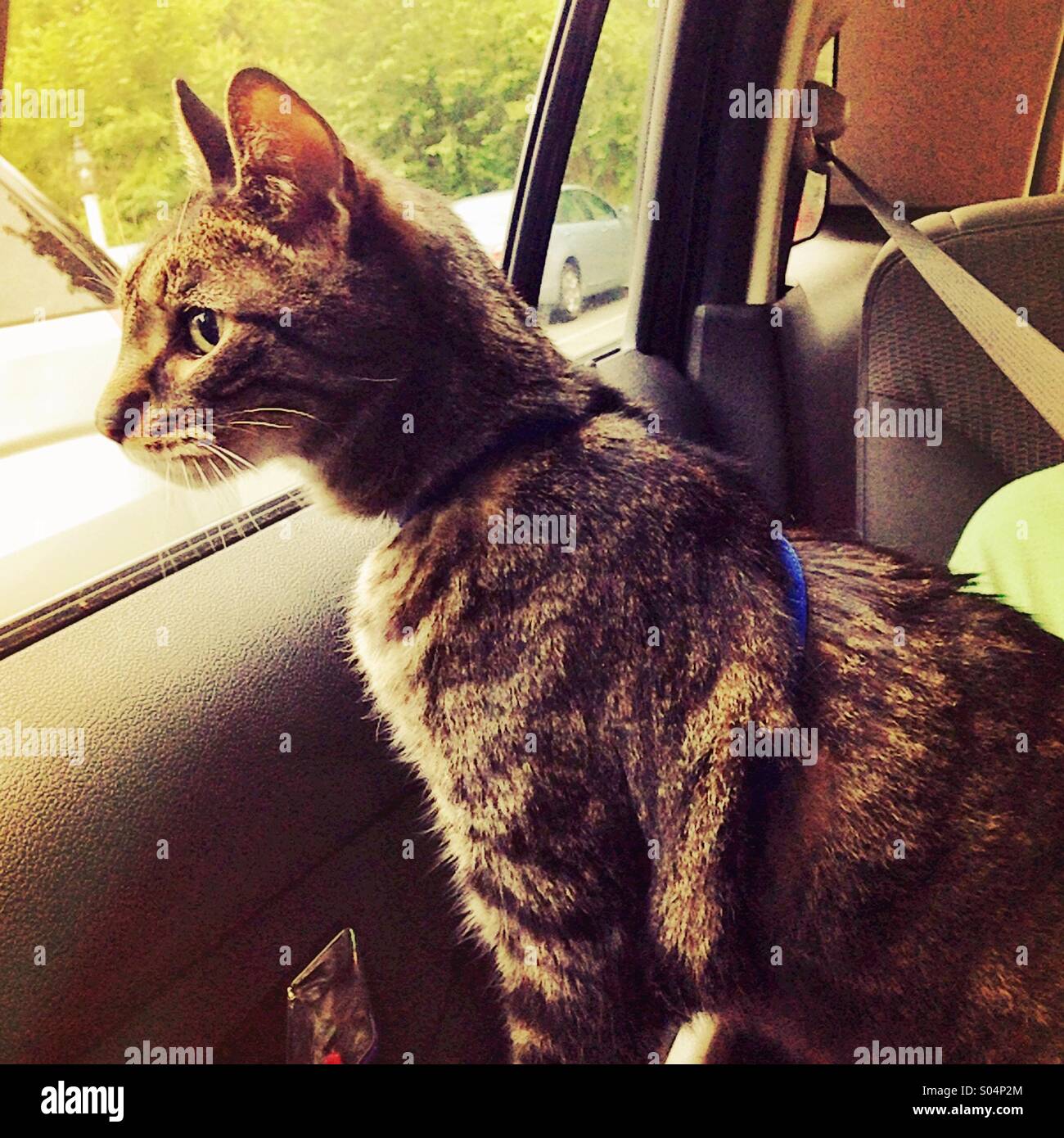 Ride cat hi-res stock photography and images - Alamy