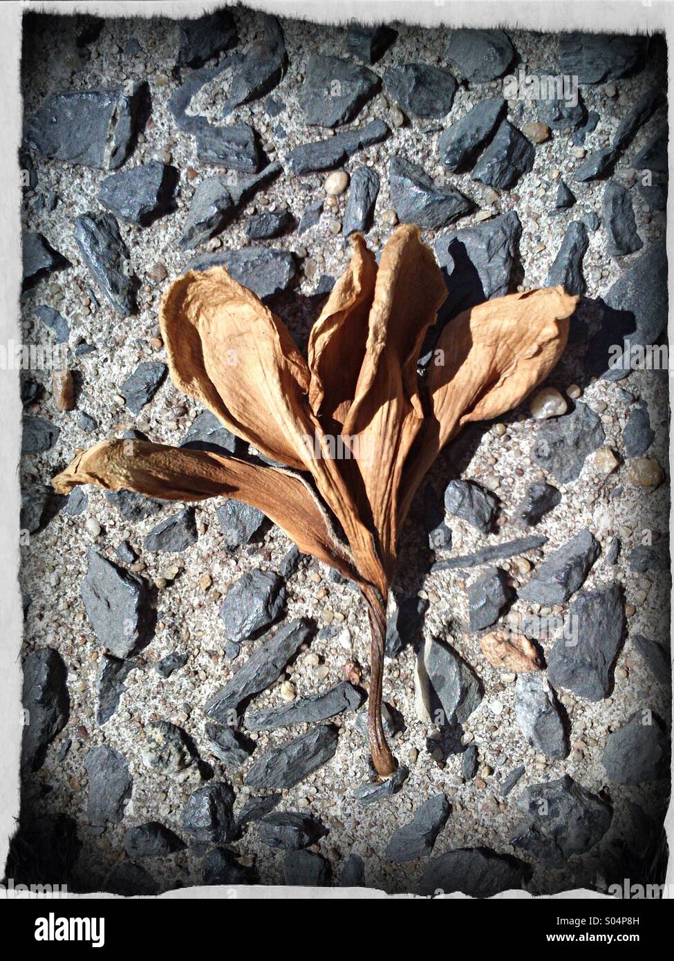 Fallen and dried Frangipani flower Stock Photo - Alamy