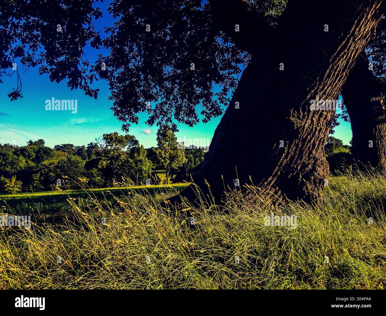 Trees across hi-res stock photography and images - Alamy