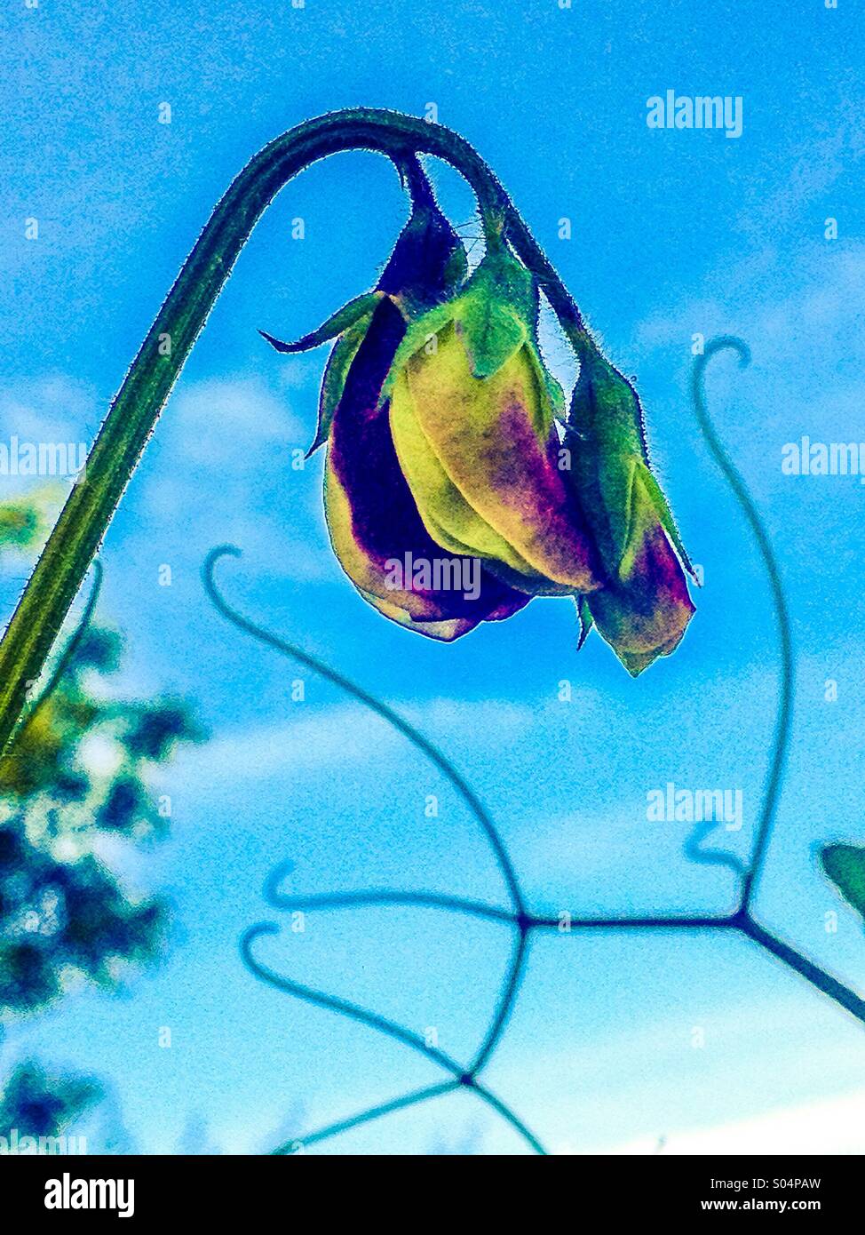 Closed bud of a Sweet Pea flower Stock Photo - Alamy