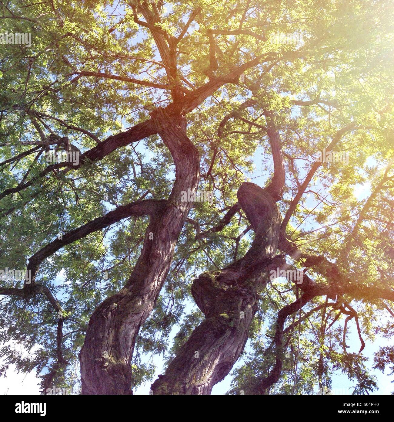 Sunny tree hi-res stock photography and images - Alamy