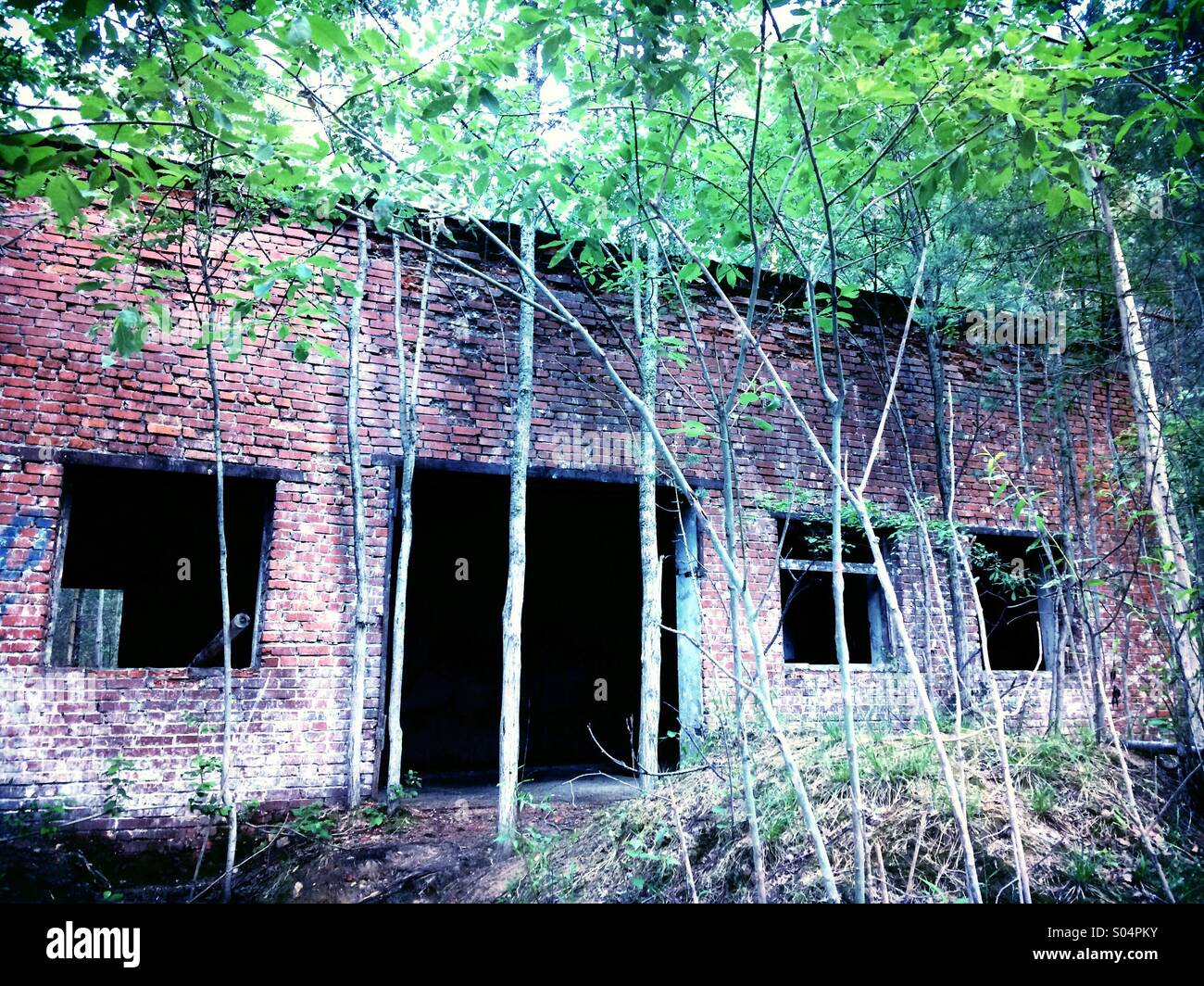 Dark haunted trees hi-res stock photography and images - Alamy