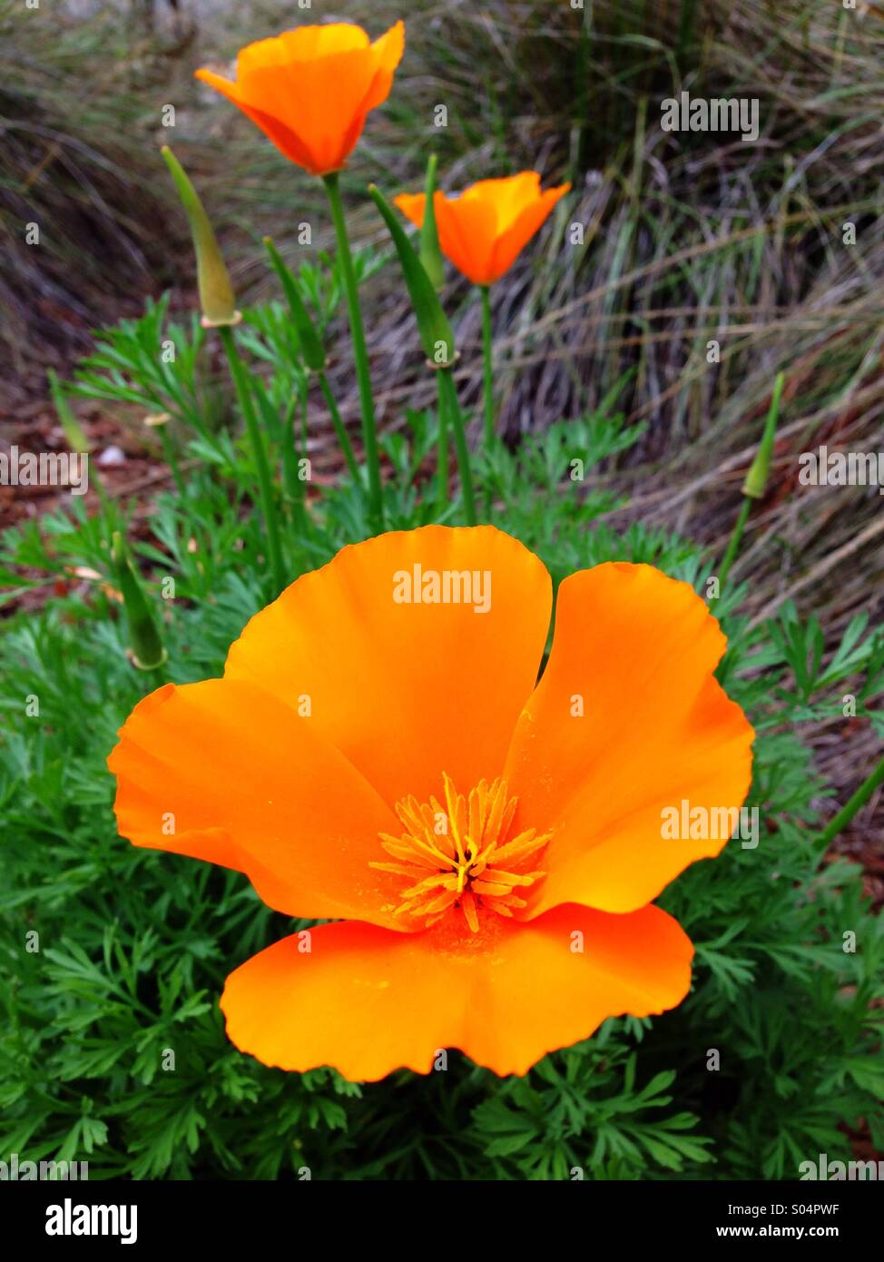 Spring poppies hi-res stock photography and images - Alamy