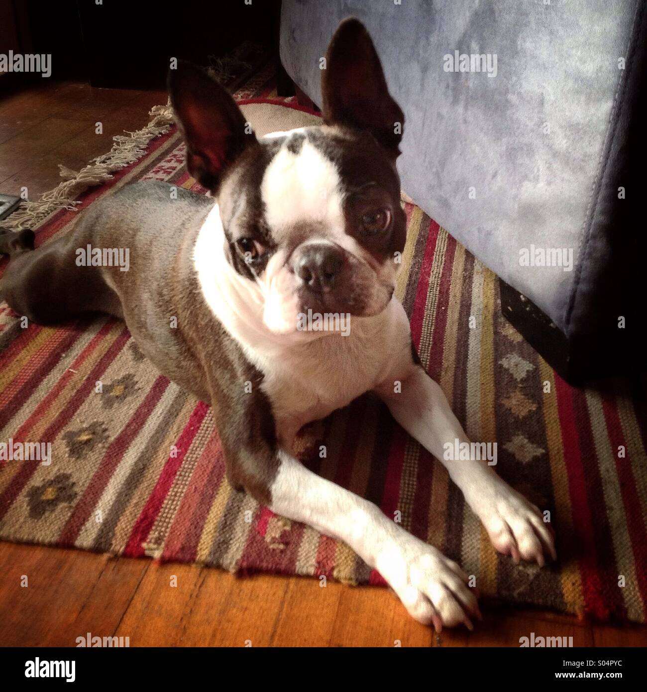 Brindle Boston Terrier High Resolution Stock Photography and Images - Alamy
