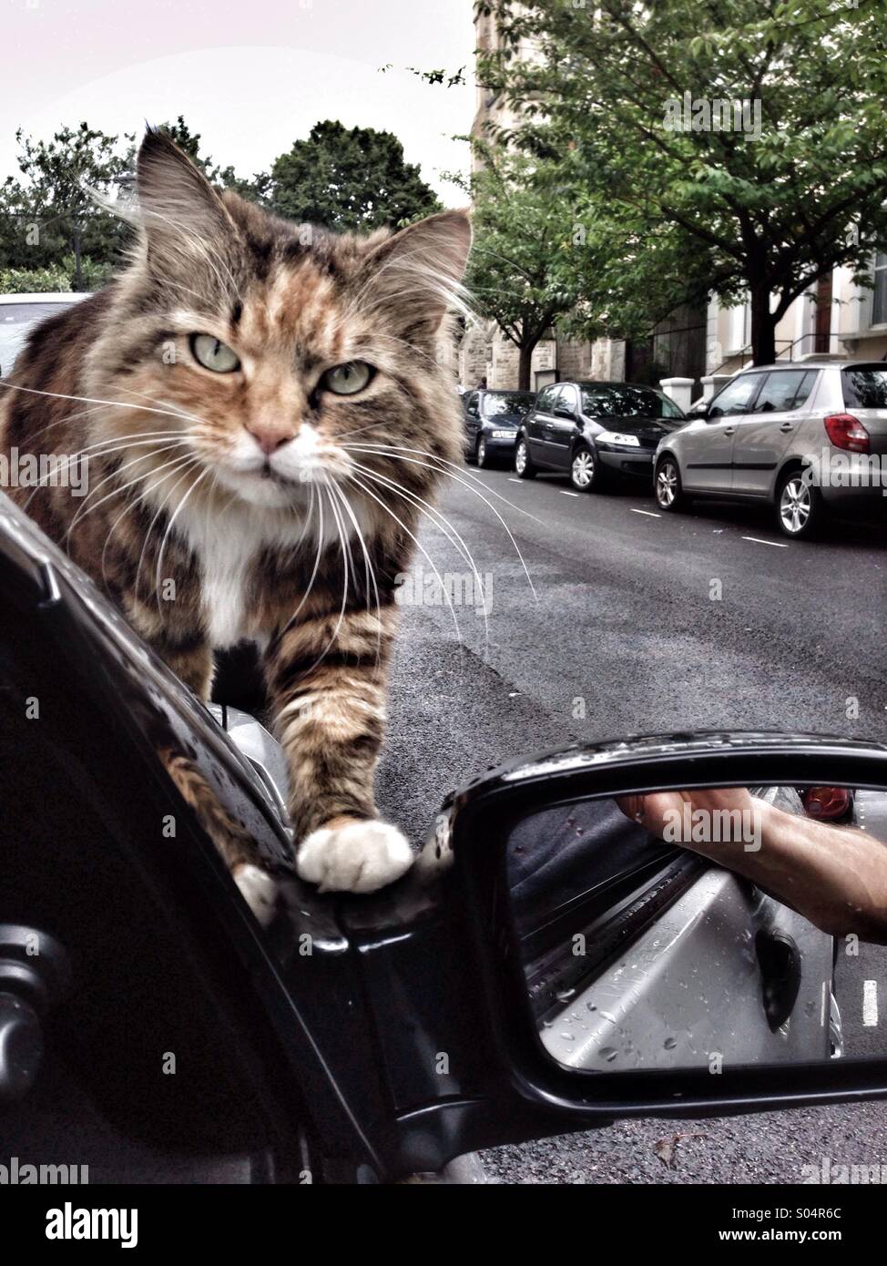 Cat looking into a mirror hi-res stock photography and images - Alamy