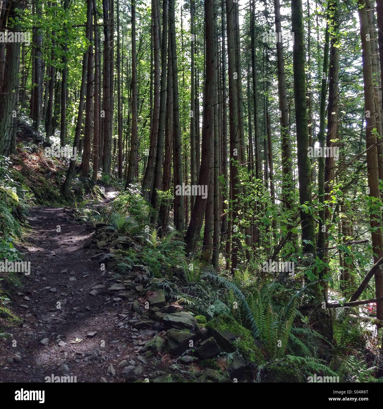 Fragrance Lake Trail, Bellingham, WA Stock Photo - Alamy