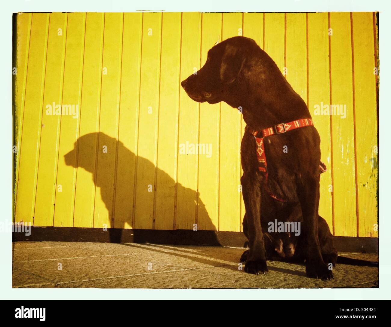 Dog Shadow Stock Photos & Dog Shadow Stock Images - Alamy Dog Shadow Stock Photos & Dog Shadow Stock Images - Alamy