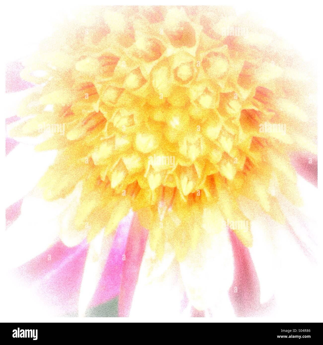 Fading flower hi-res stock photography and images - Alamy