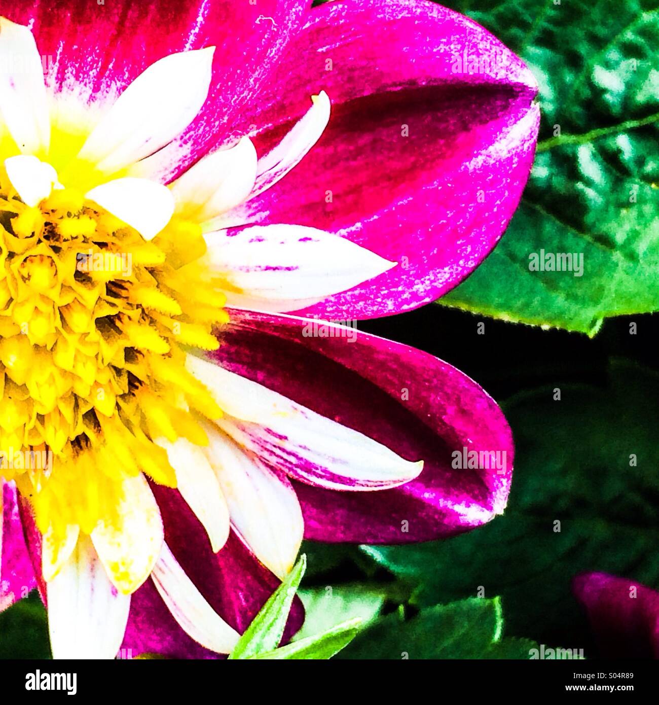 Half dahlia flower Stock Photo - Alamy