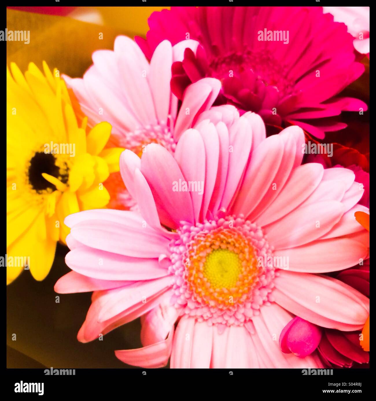 Yellow coloured flowers hi-res stock photography and images - Alamy