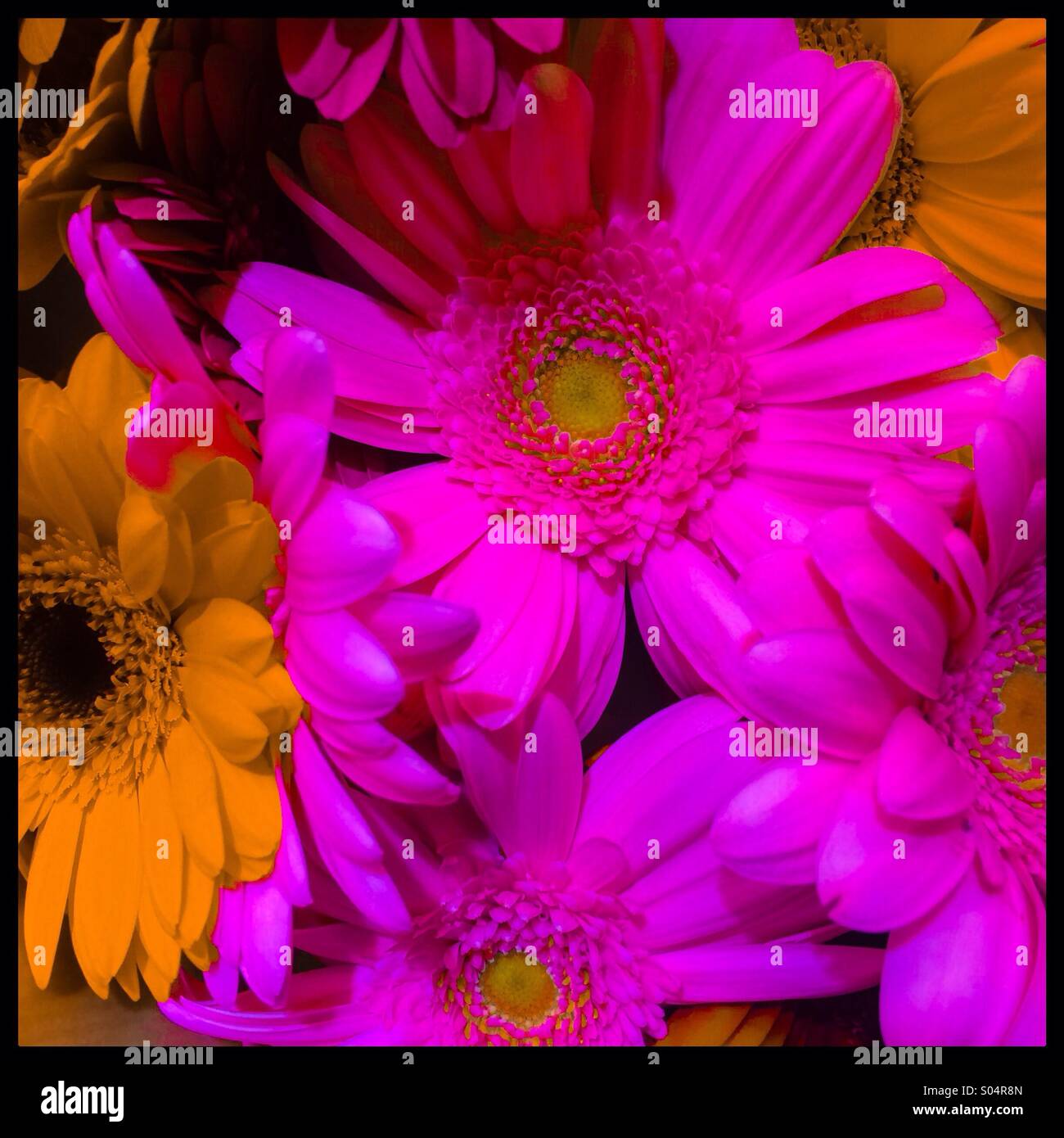 Pink multi flora hi-res stock photography and images - Alamy