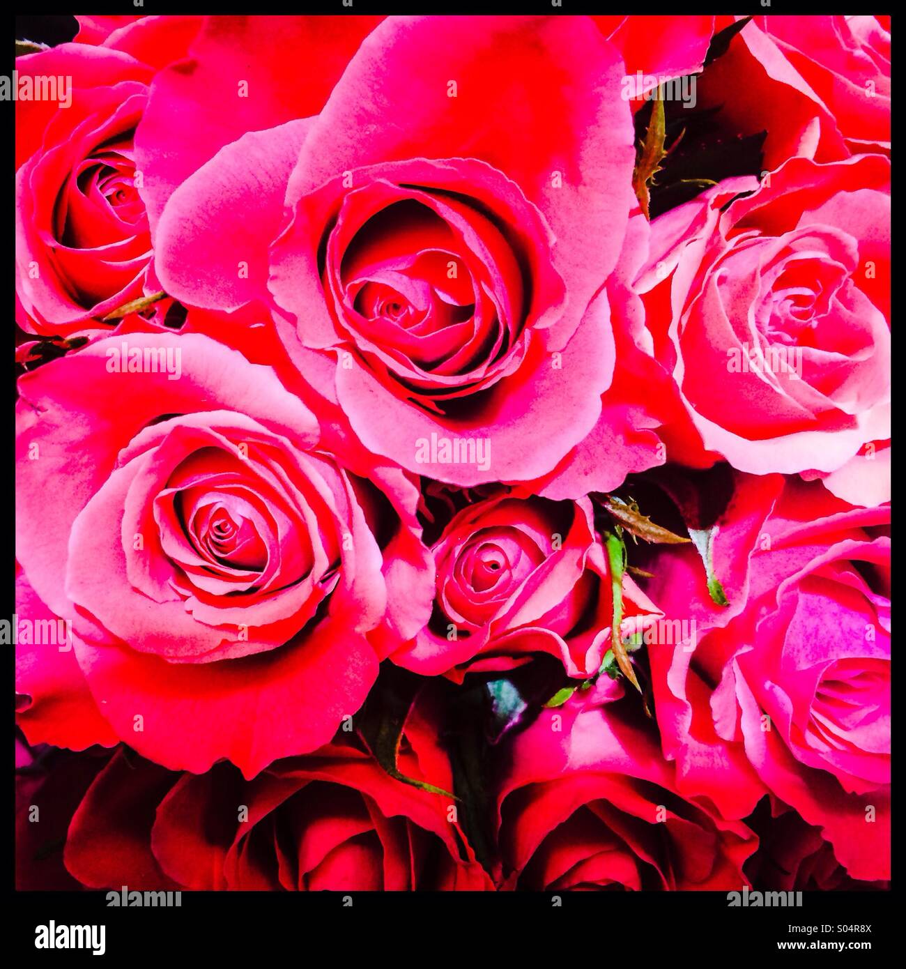 Pink rose bud background Stock Photo - Alamy