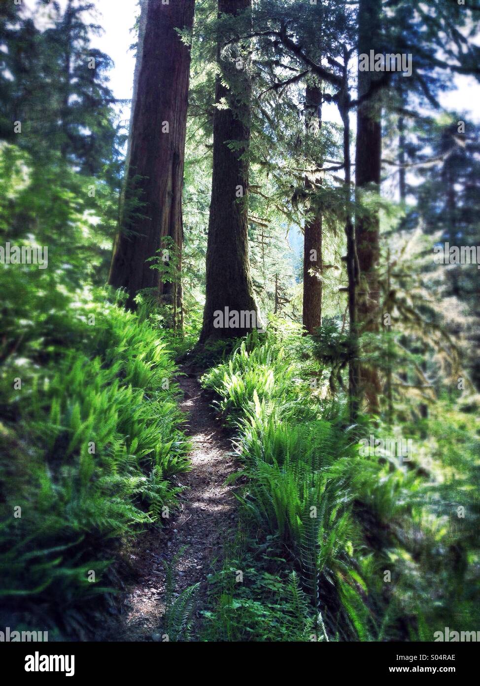 Boulder River Trail Stock Photo - Alamy