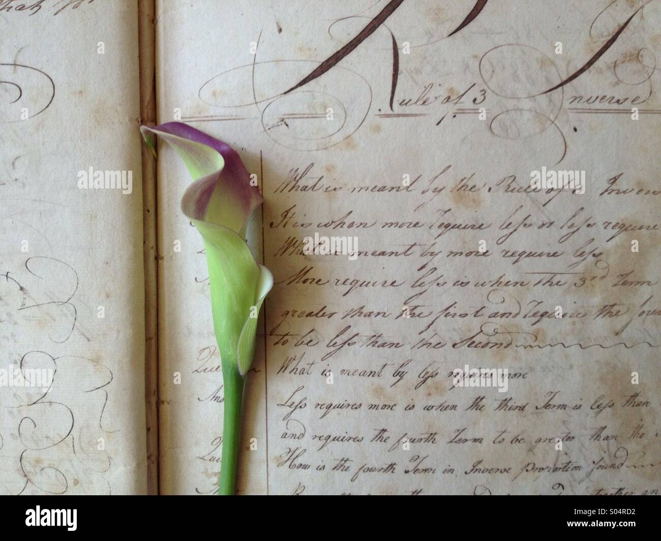 Calla lily on 19th century student workbook Stock Photo - Alamy