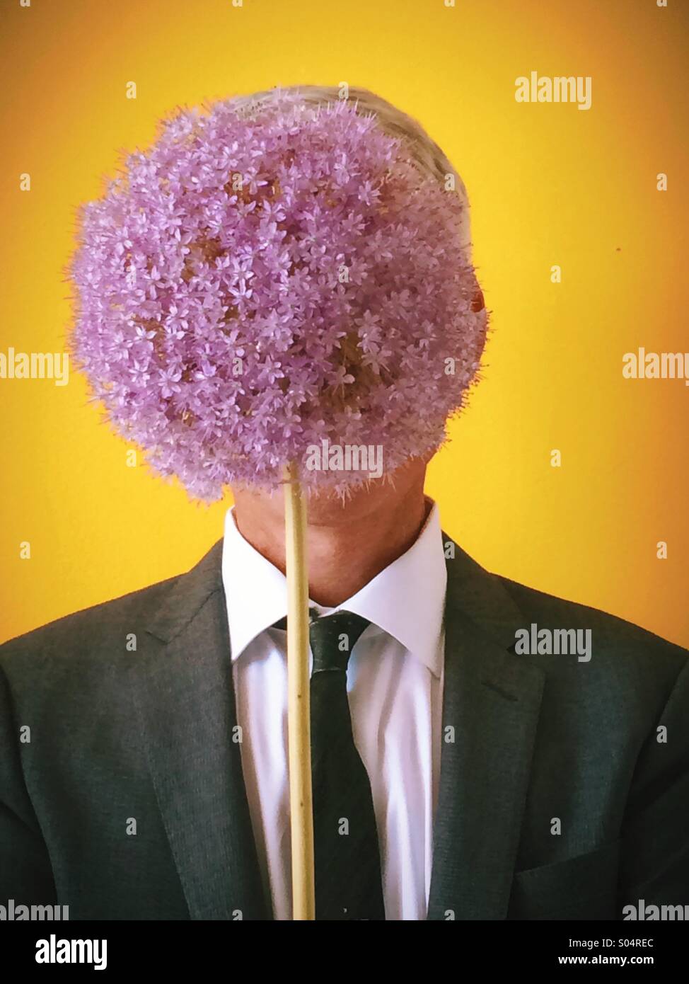 Alium flower hides mans face Stock Photo - Alamy