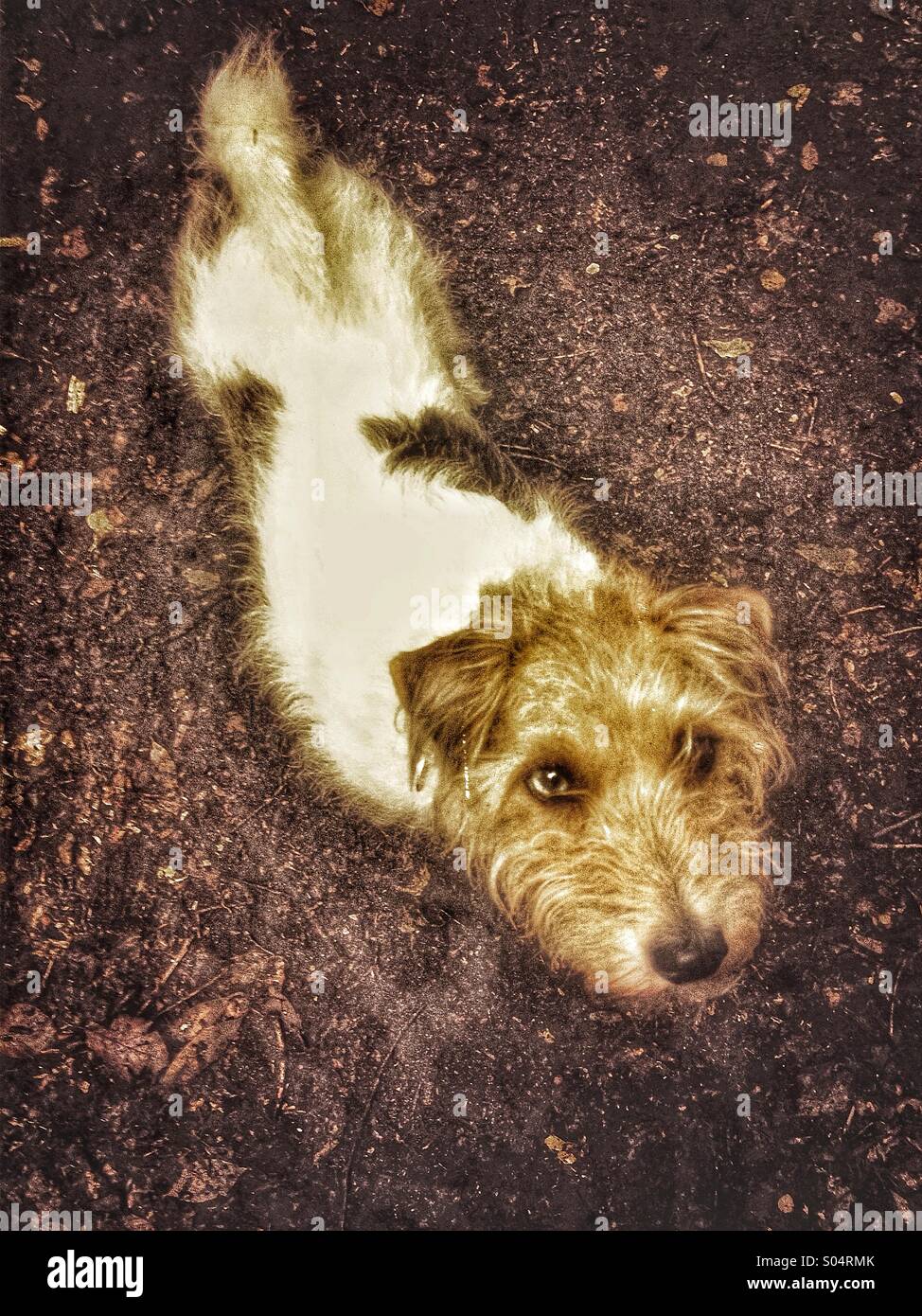 Dog looking up to camera Stock Photo - Alamy