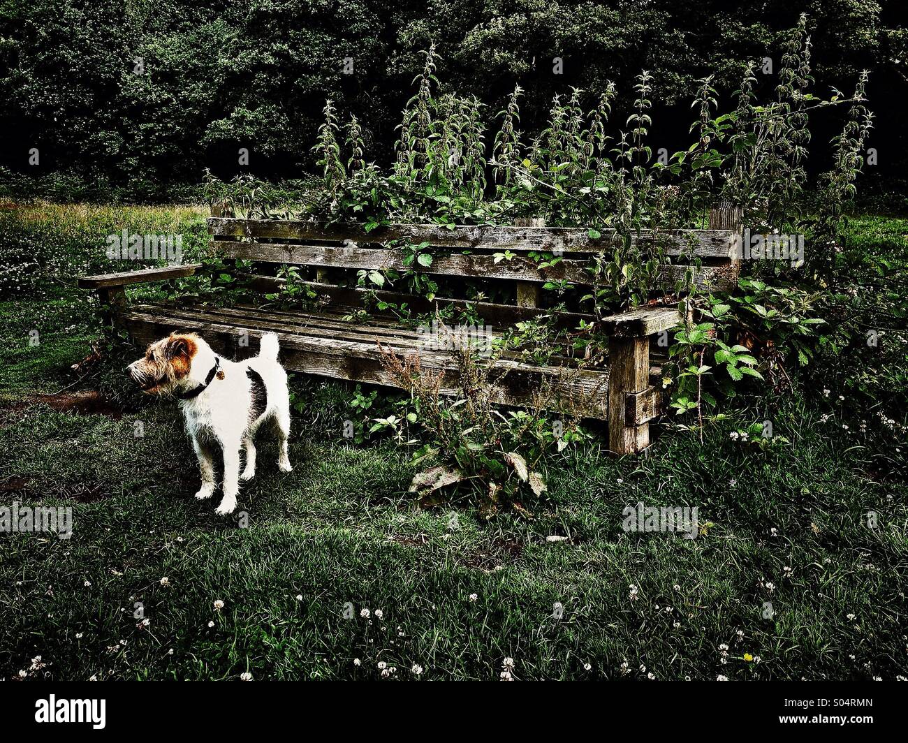 Heavily Overgrown High Resolution Stock Photography and Images - Alamy