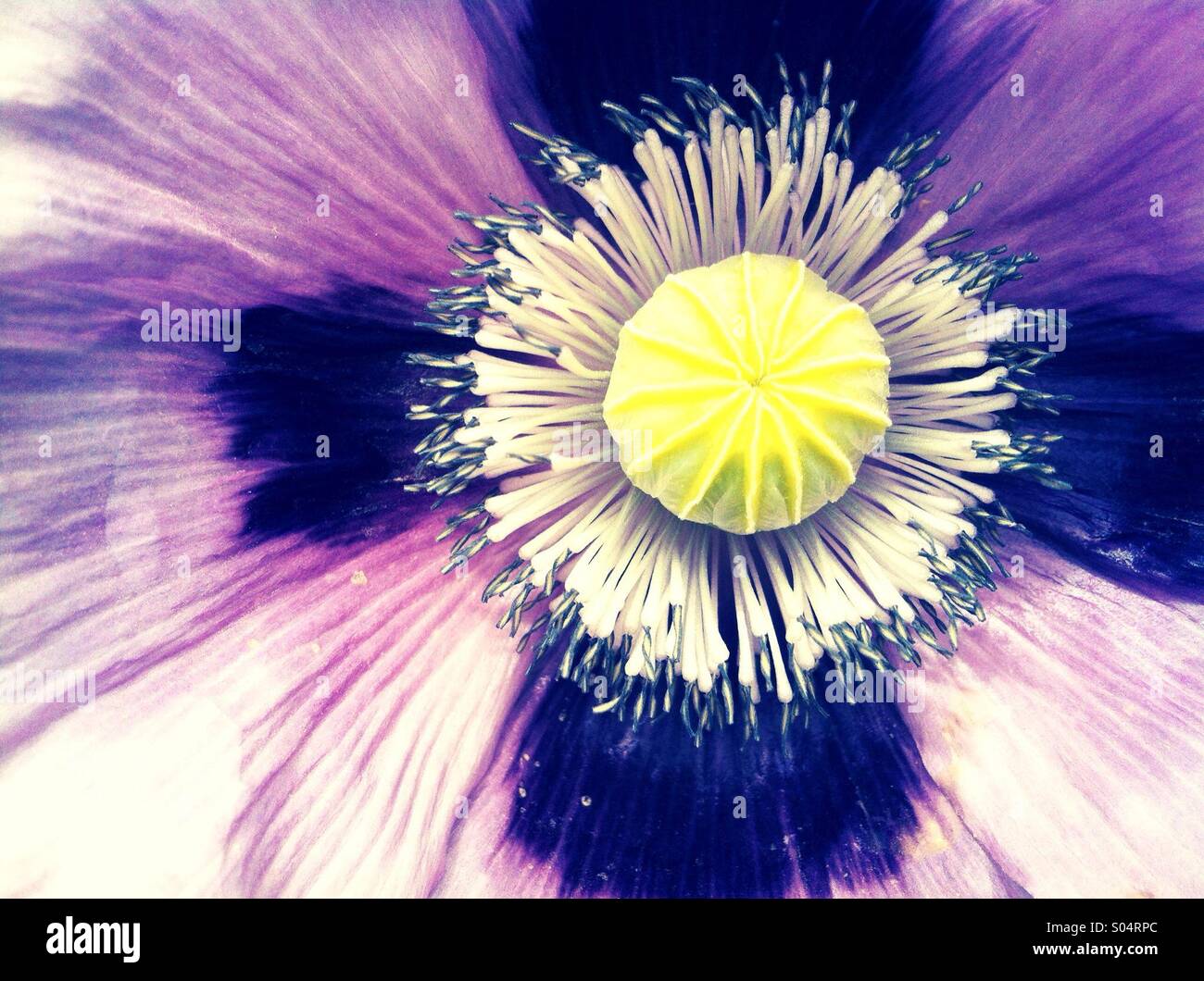 Centre of a poppy hi-res stock photography and images - Alamy