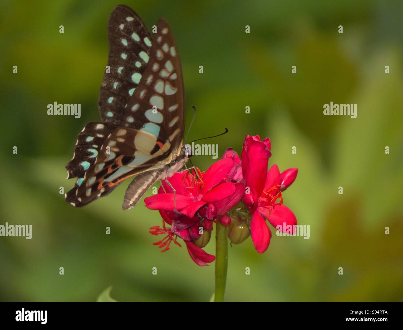 Jay flower hi-res stock photography and images - Alamy