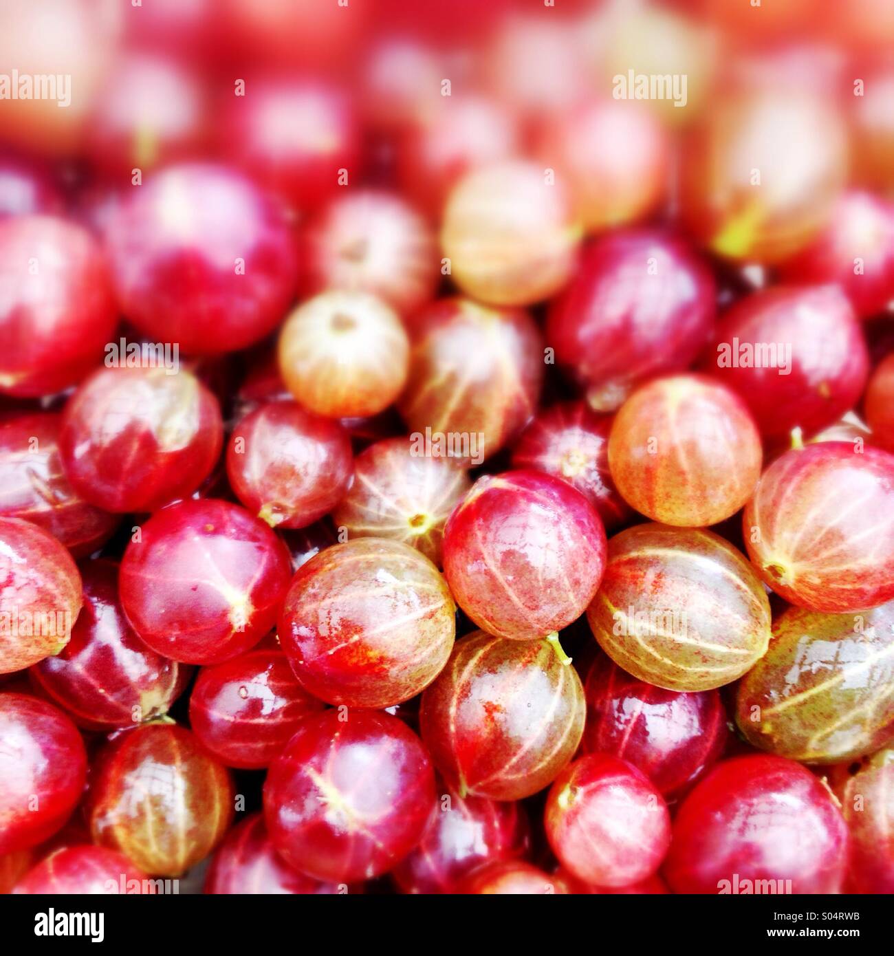 Red gooseberry hi-res stock photography and images - Alamy