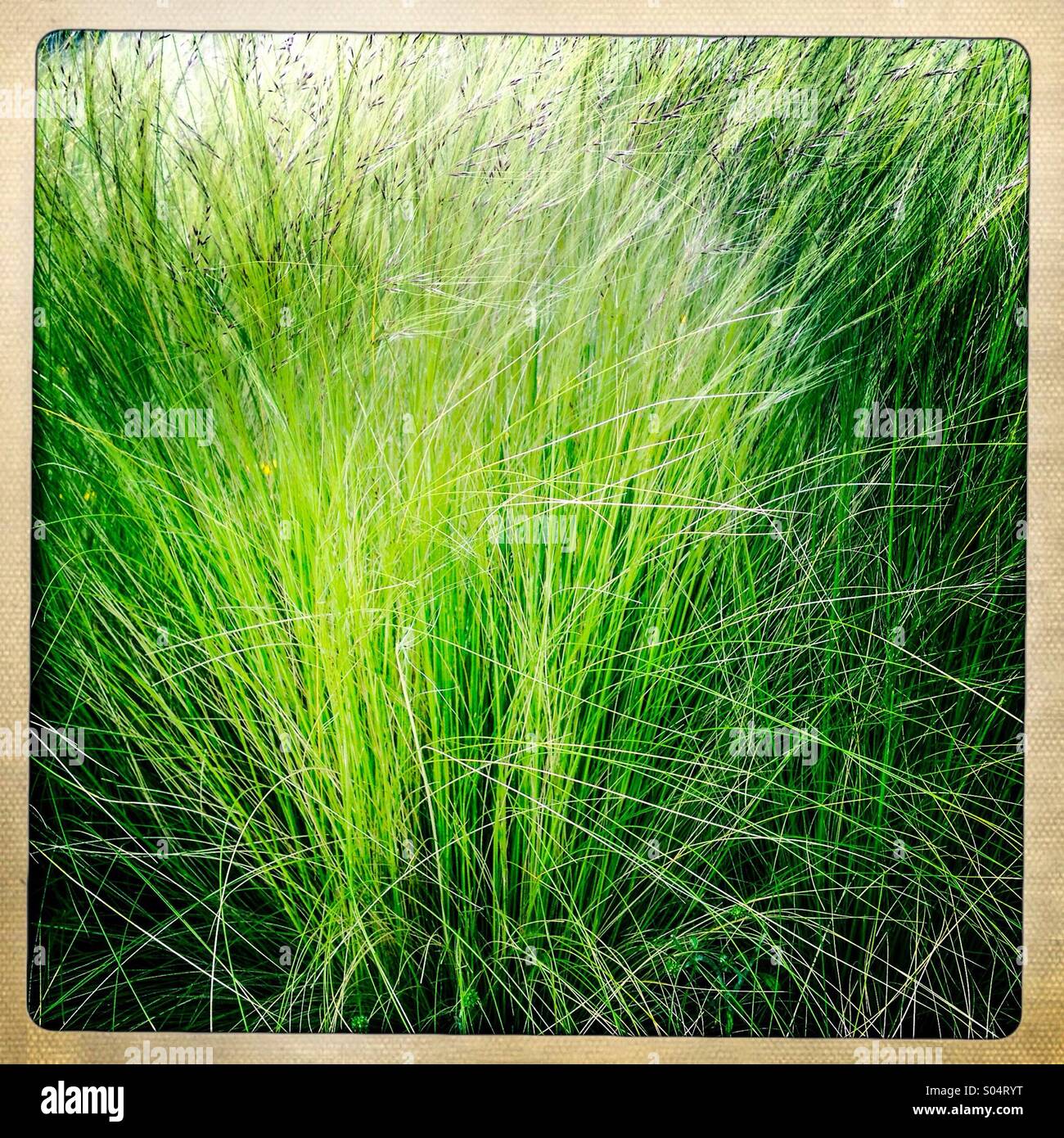 Colour all summer long hi-res stock photography and images - Alamy