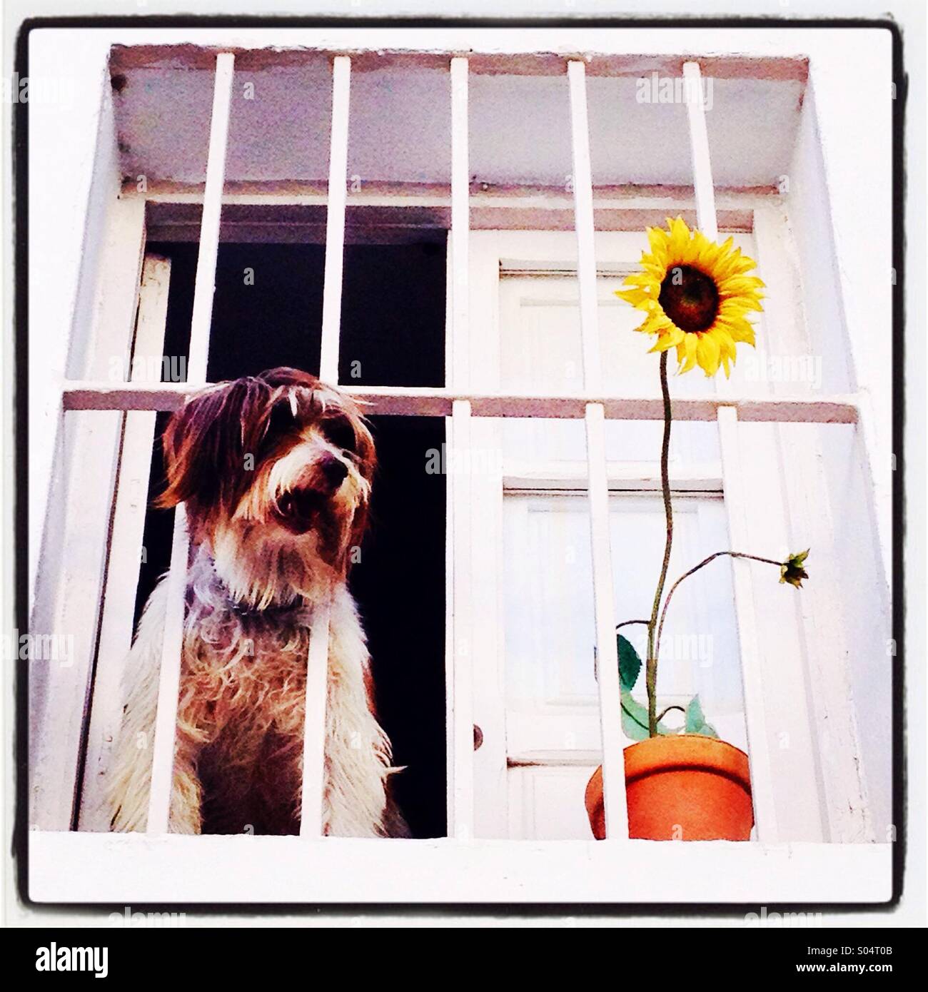 Dog sunflower hi-res stock photography and images - Alamy