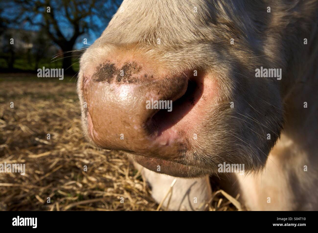 Cows nose hi-res stock photography and images - Alamy