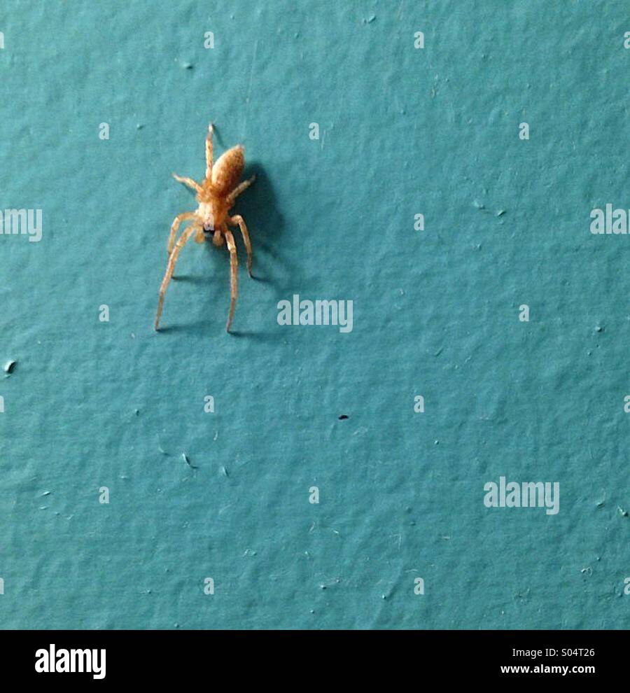 Turquoise Spider High Resolution Stock Photography and Images - Alamy