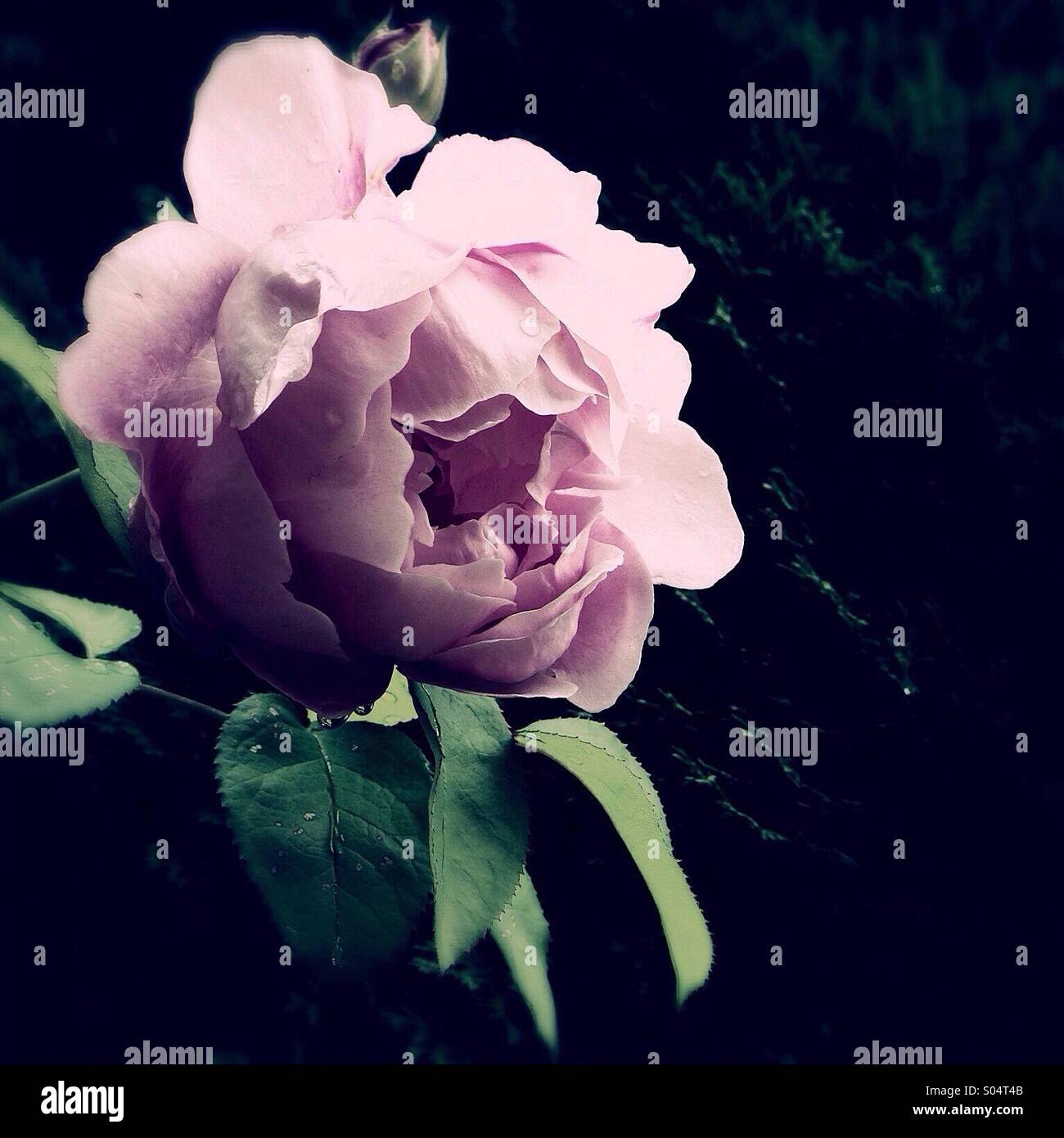 Love And Romance With Flowers High Resolution Stock Photography and ...