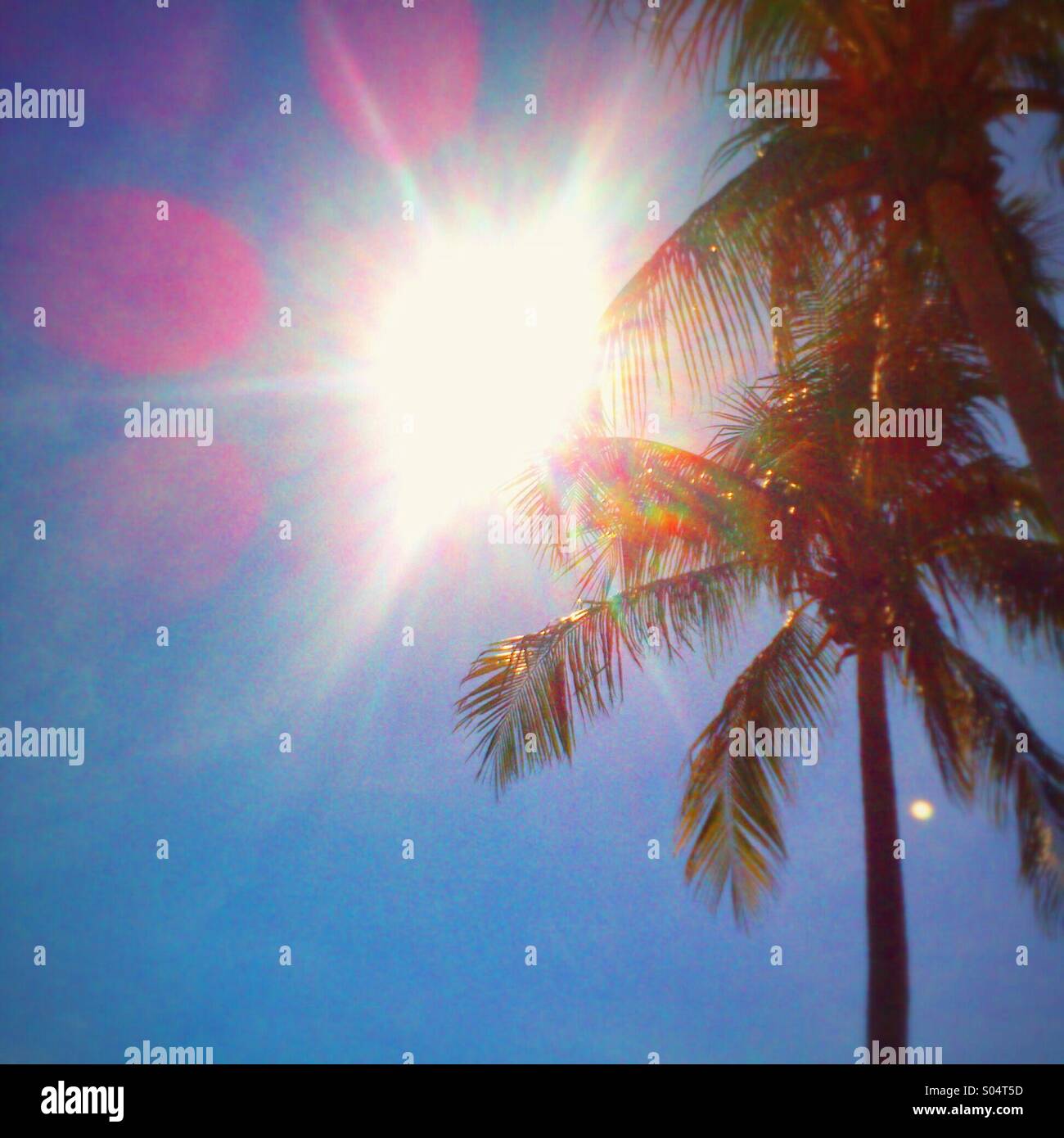 Sun and palm trees Stock Photo - Alamy