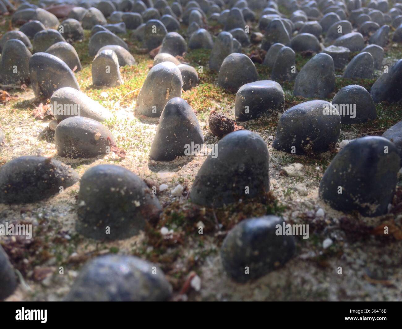 Reflexology stone pathway Stock Photo - Alamy