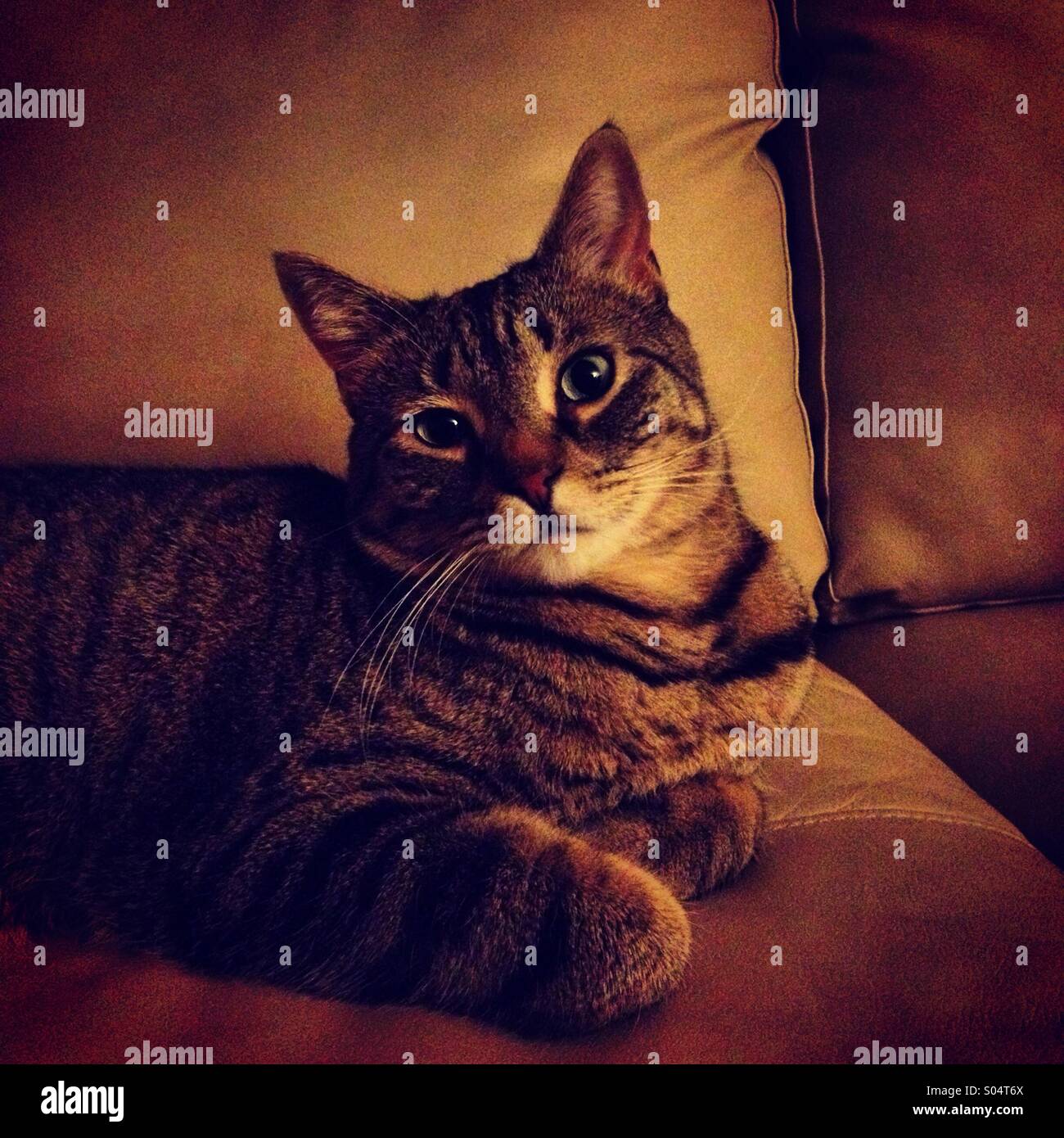 Tabby cat on brown leather sofa Stock Photo - Alamy