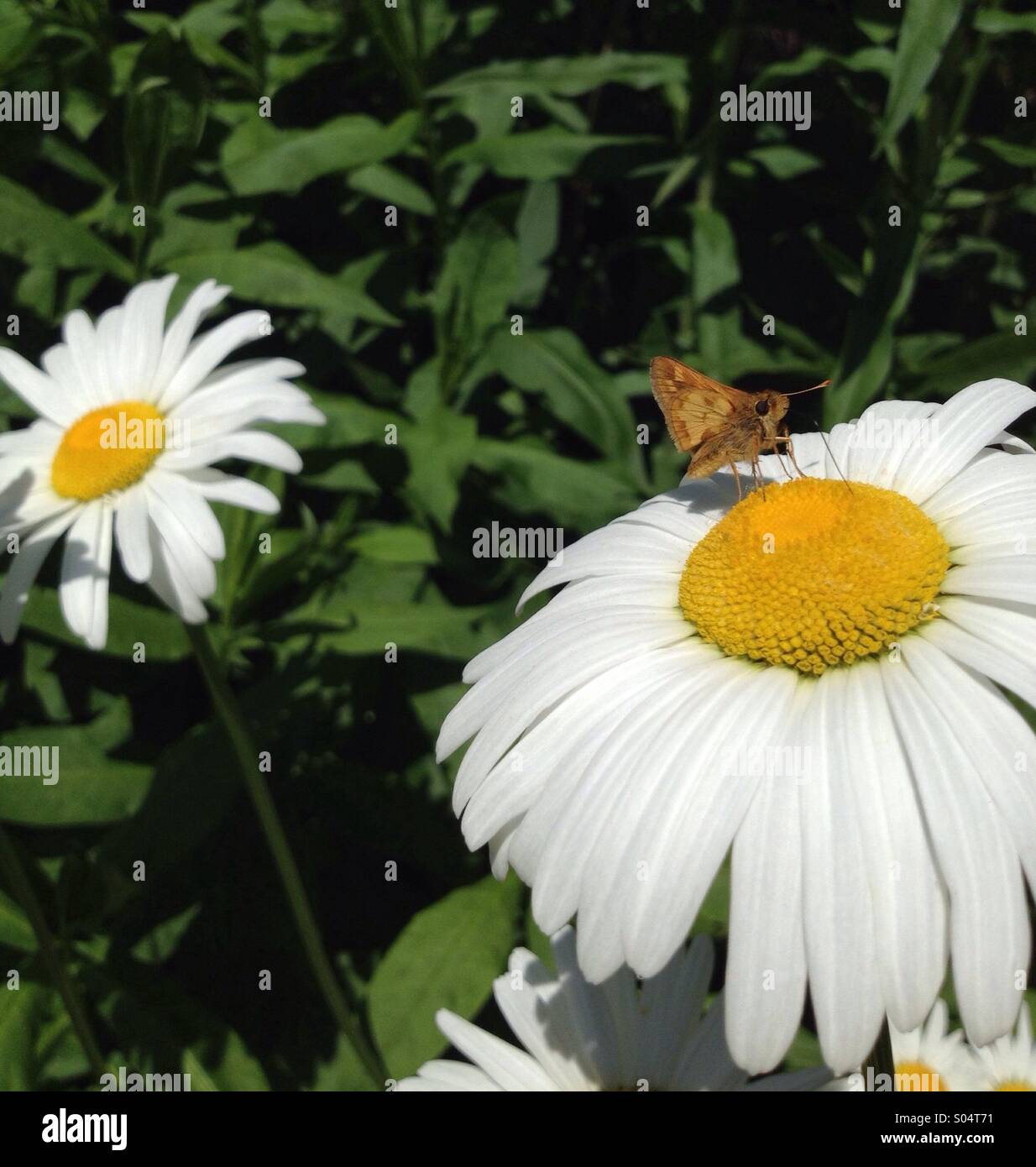 Tiniest insect hi-res stock photography and images - Alamy