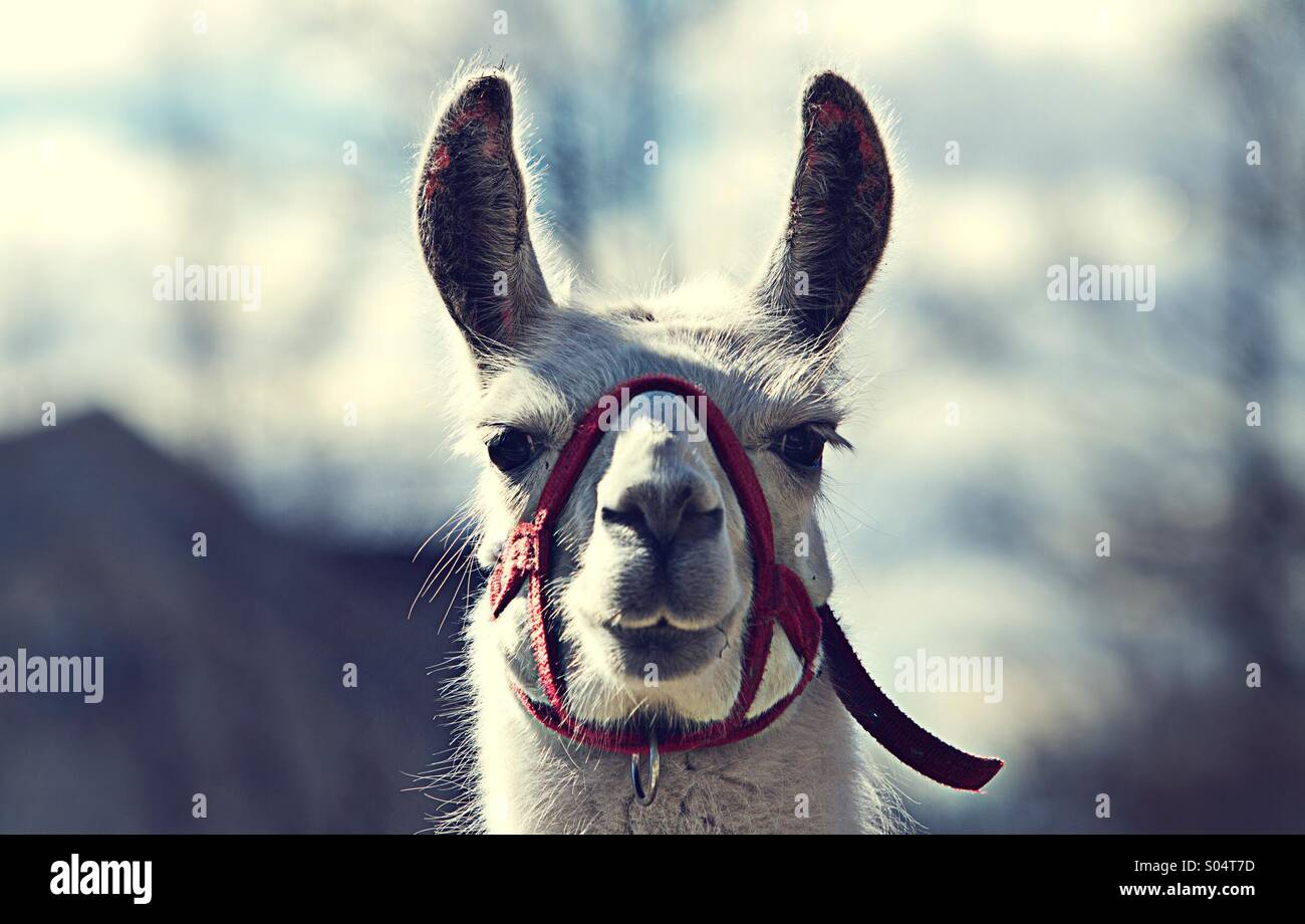 Lama animal hi-res stock photography and images - Alamy