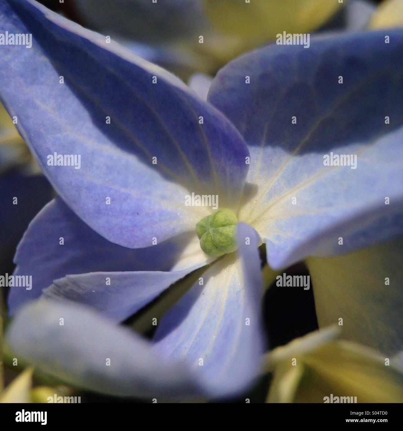Hydrangea macro hi-res stock photography and images - Alamy