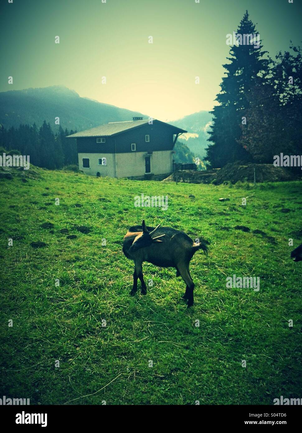 Mountain goat, French Alps, France Stock Photo - Alamy