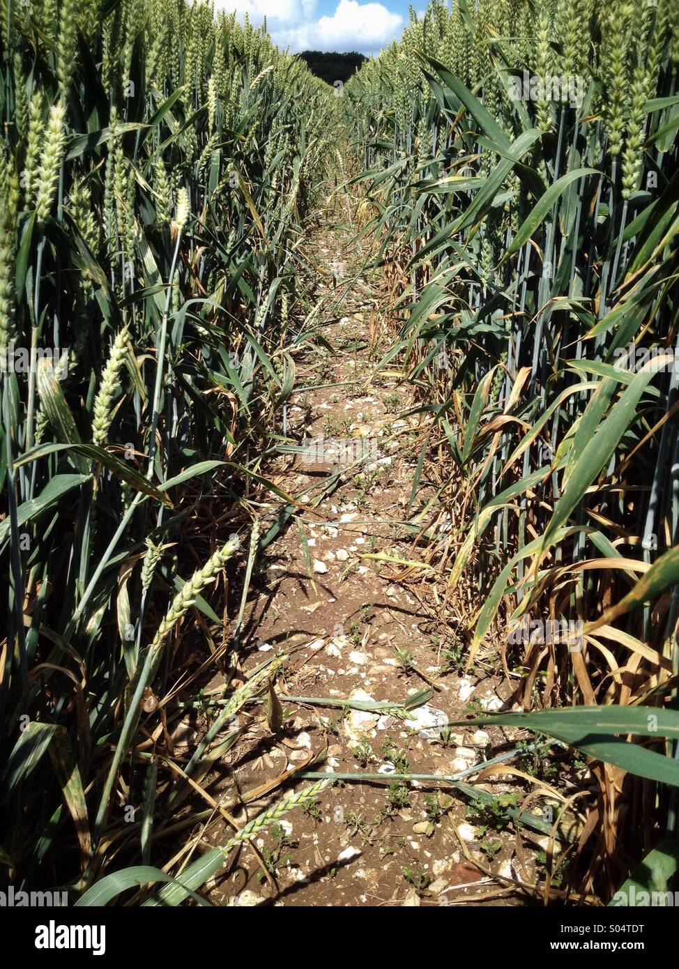 Path through wheat field hi-res stock photography and images - Alamy