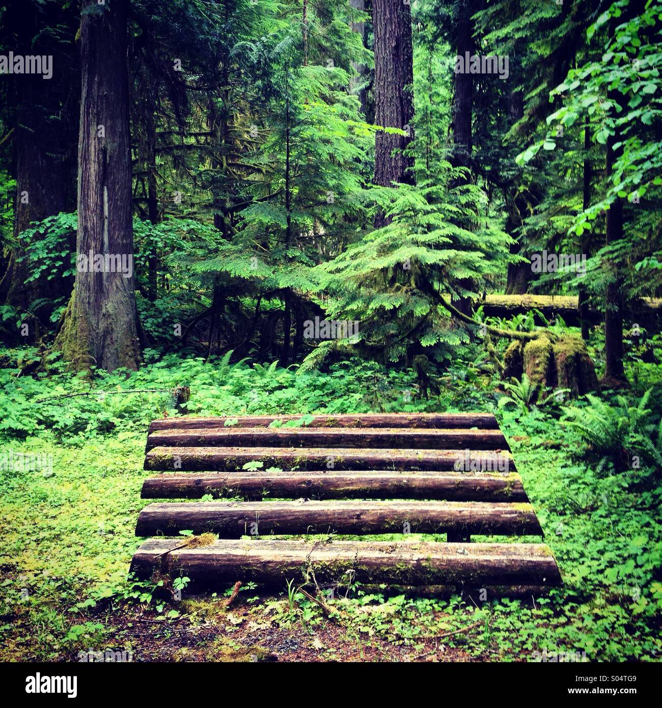 Amphitheater in the Pacific Northwest forest Stock Photo - Alamy