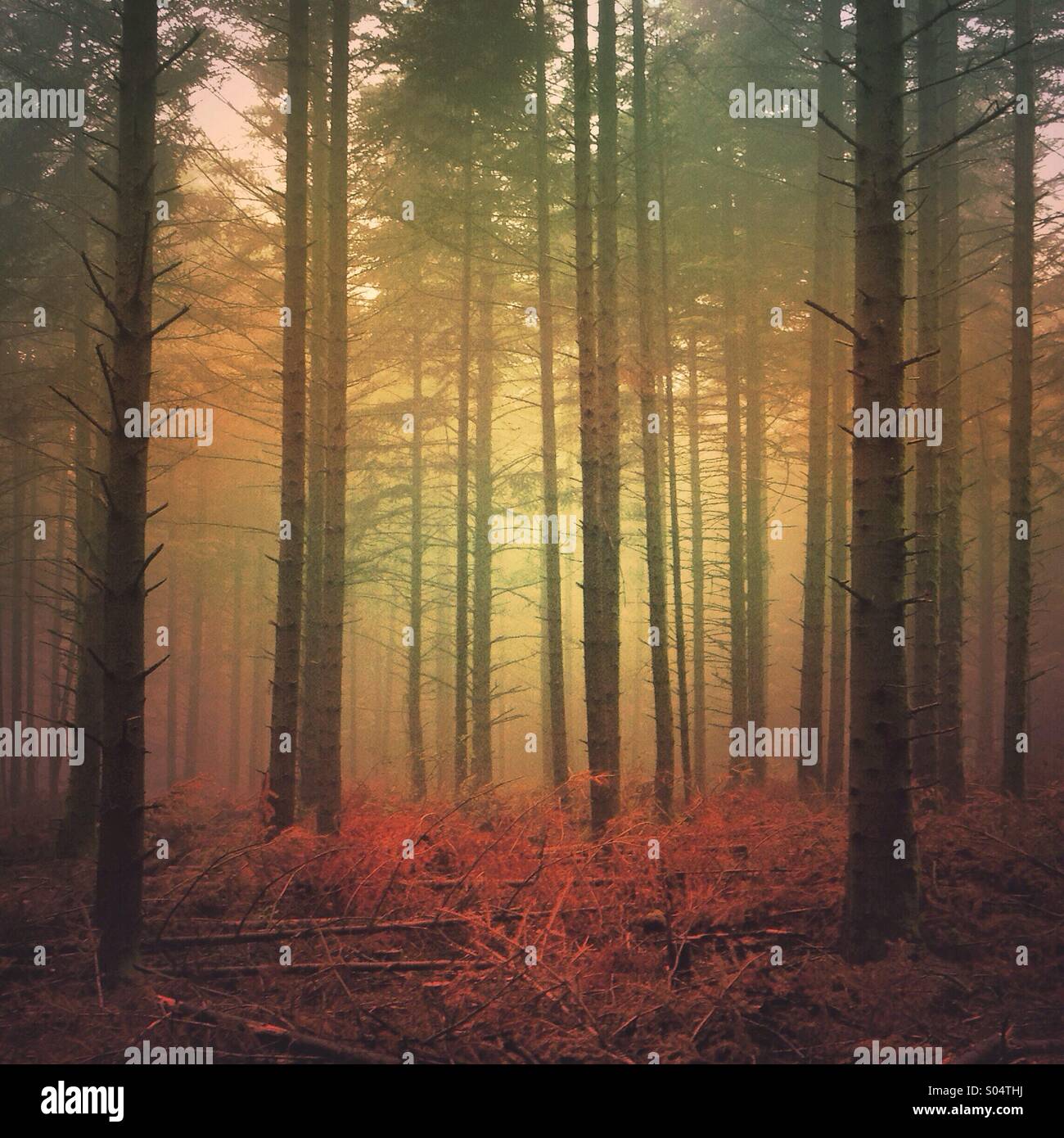 Scary forest hi-res stock photography and images - Alamy