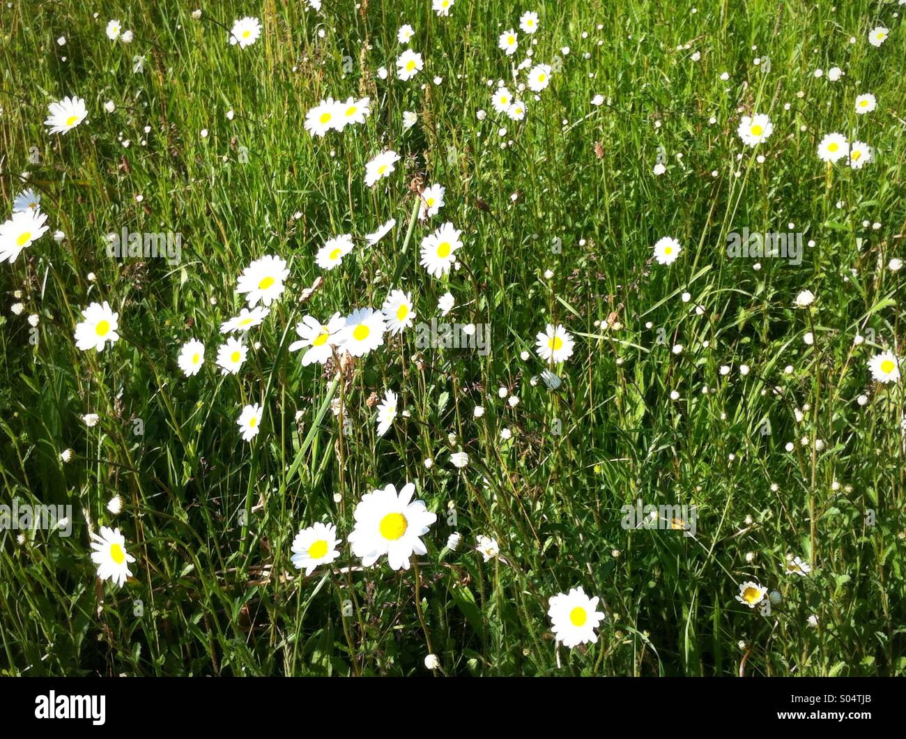 Daisies in sun hi-res stock photography and images - Alamy