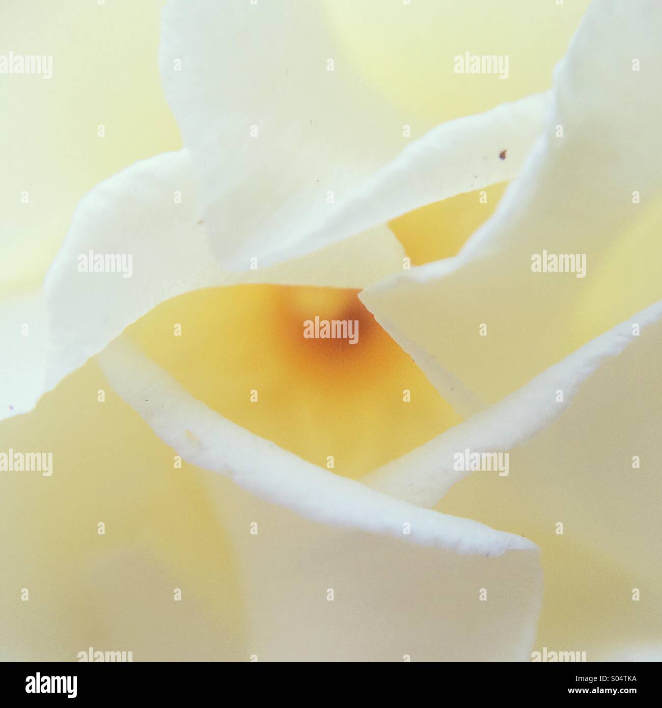 Light yellow flower Stock Photo - Alamy