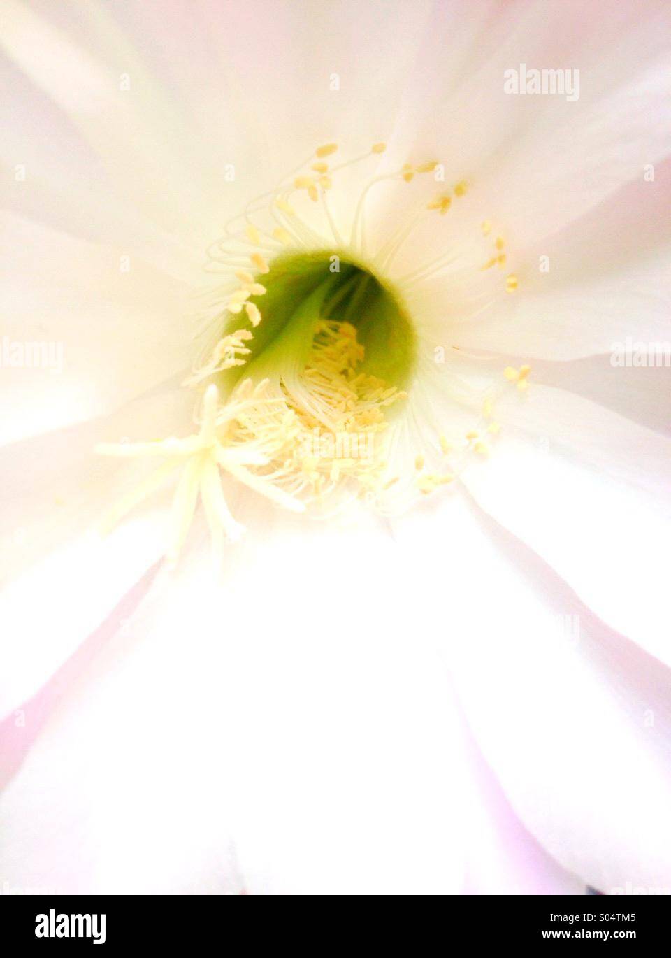 Inside of flower hi-res stock photography and images - Alamy