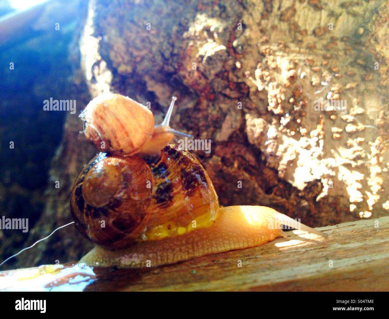 Child Snail High Resolution Stock Photography and Images - Alamy