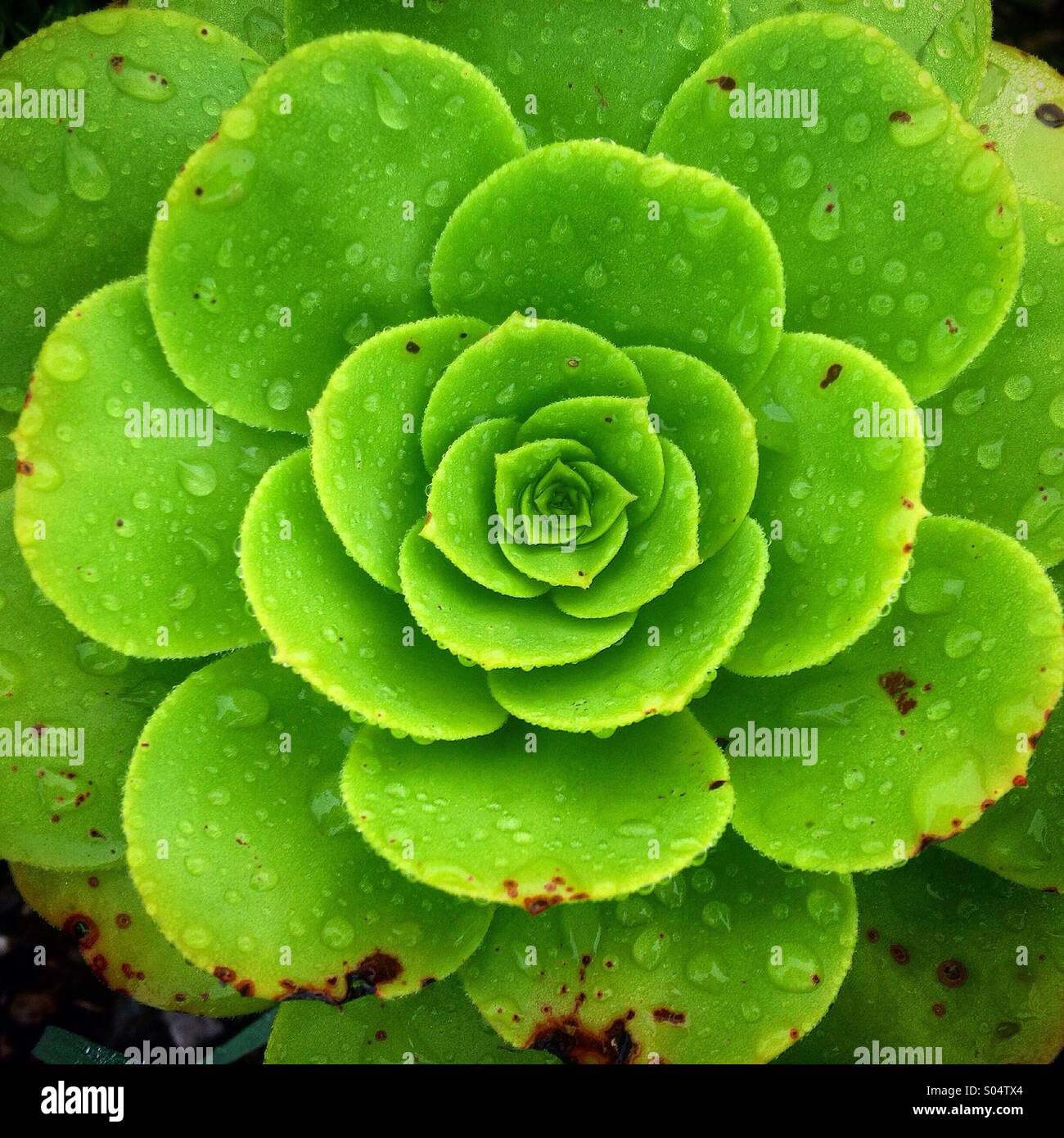 A green cactus covered with dew in a plant in Peña de Bernal, Queretaro ...