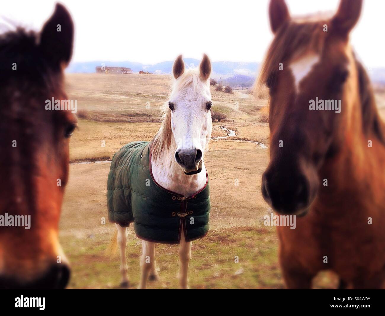 Horsing Around High Resolution Stock Photography and Images - Alamy
