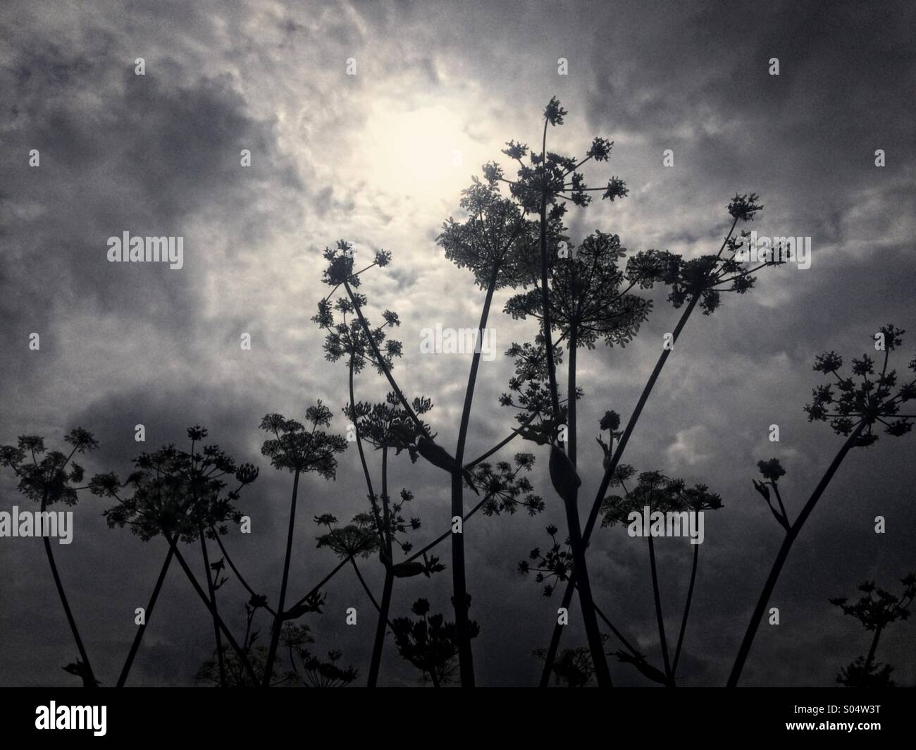 Grey weed hi-res stock photography and images - Alamy