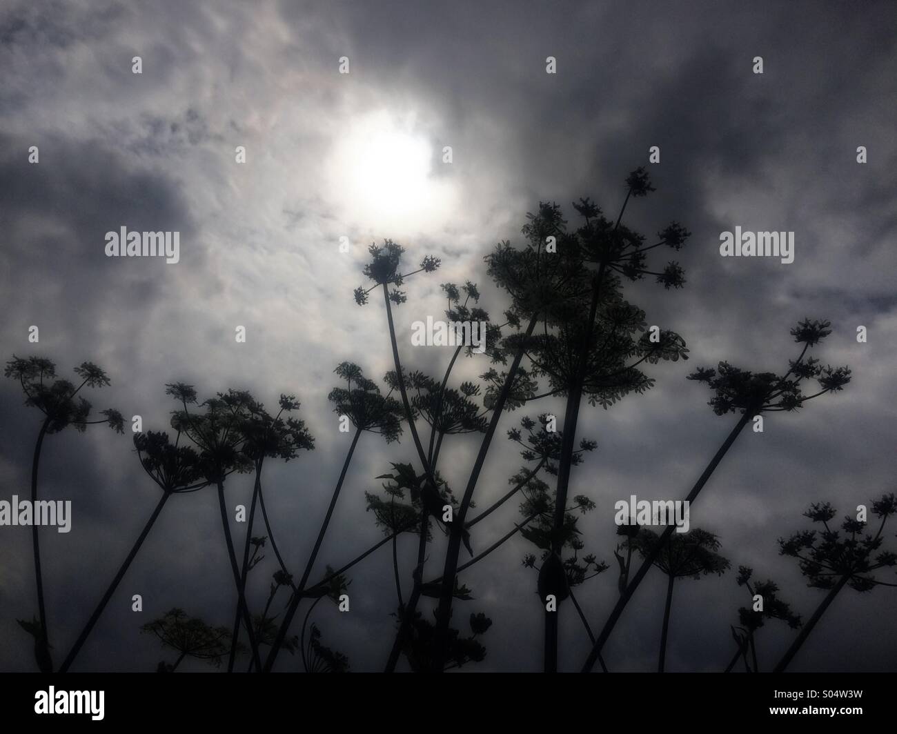 Grey weed hi-res stock photography and images - Alamy