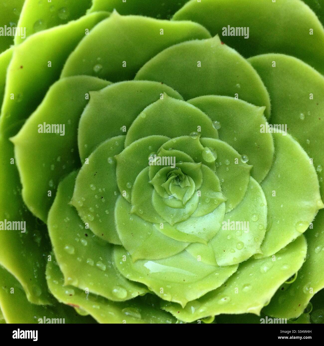 Geometric patterns in a green cactus plant in Peña de Bernal, Queretaro ...